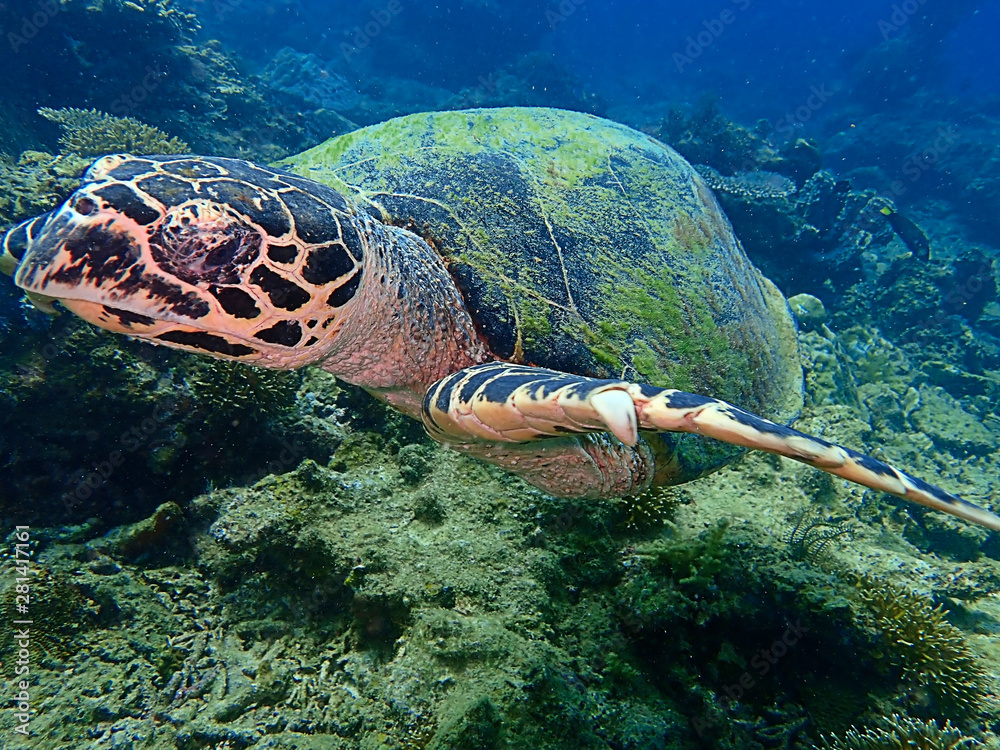 Closeup with the Hawksbill sea turtle during a leisure dive in Tunku ...
