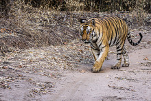 Tiger On Patrol Free Stock Photo - Public Domain Pictures