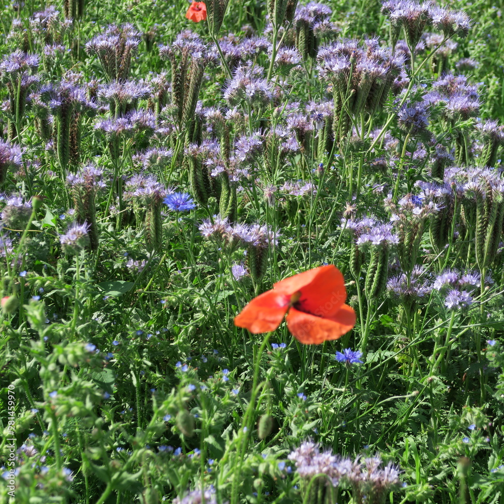 Phacelia, honeybee, bee pasture, a field for bees and insects at the ...