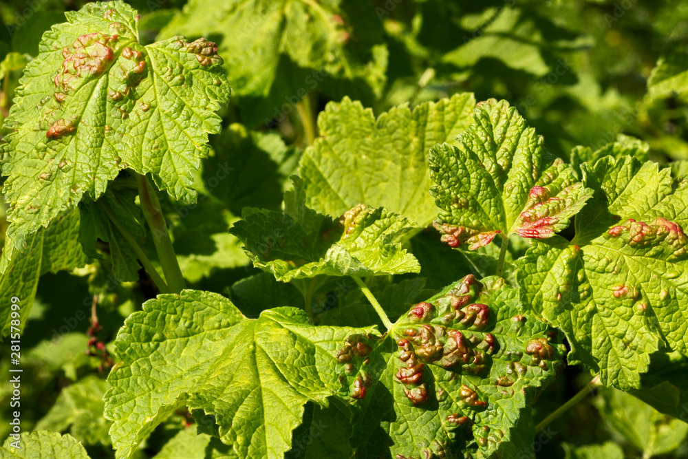 Disease of red and white currants, infection with Gallic aphids ...
