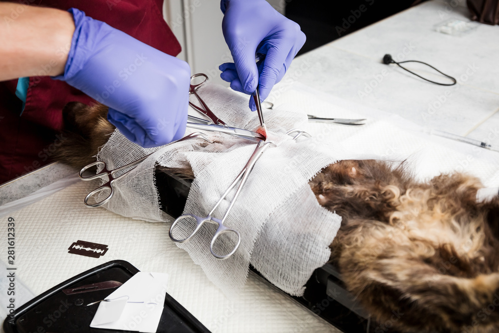 Sterilization of a cat. Surgical incision of the soft tissues of the ...