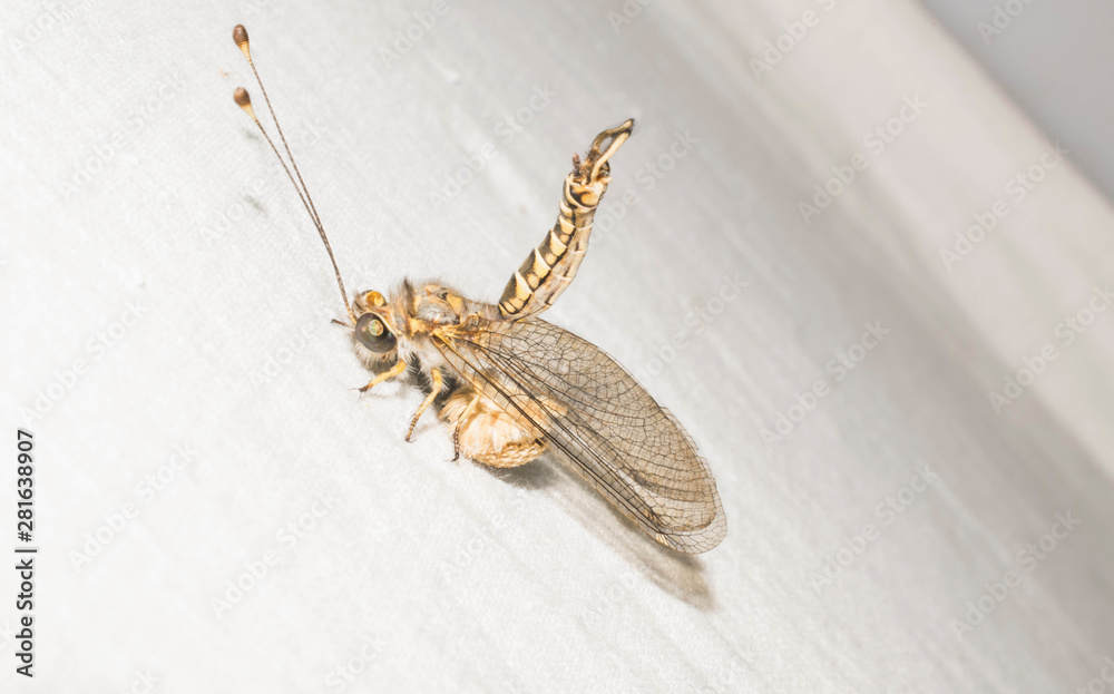 Ant lions insect family from the order of the retina of the four-winged ...