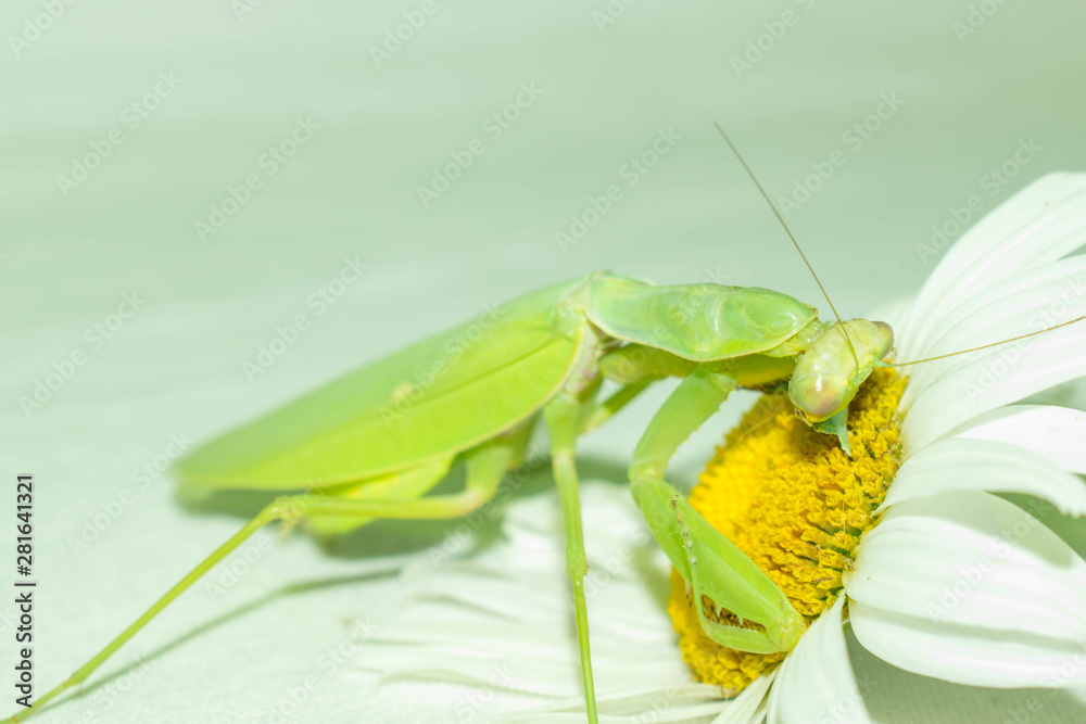 Praying mantis is a green insect from the family of real mantis. Large ...