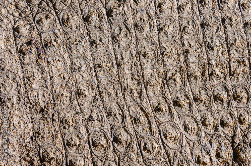 Osteoderms on the armoured skin on the back of a very large male Nile ...