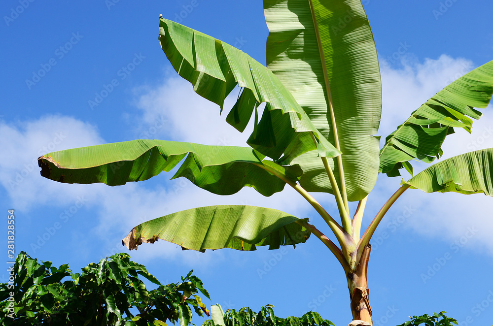 Stock-Foto „Plantain Trees located on a coffee farm in Puerto Rican ...