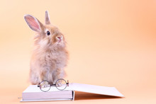 Bunny Rabbit With Books Free Stock Photo - Public Domain Pictures
