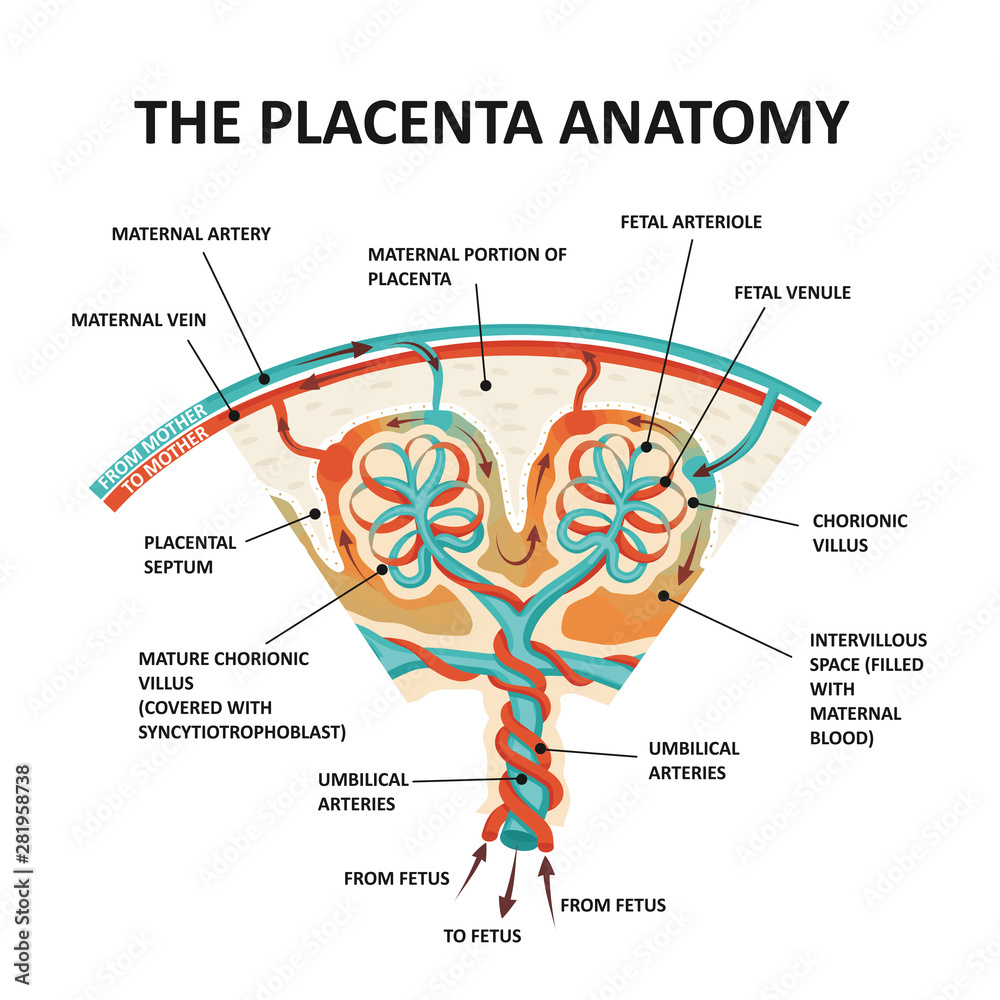 Human Fetus Placenta Anatomy. Placental structure and circulation ...