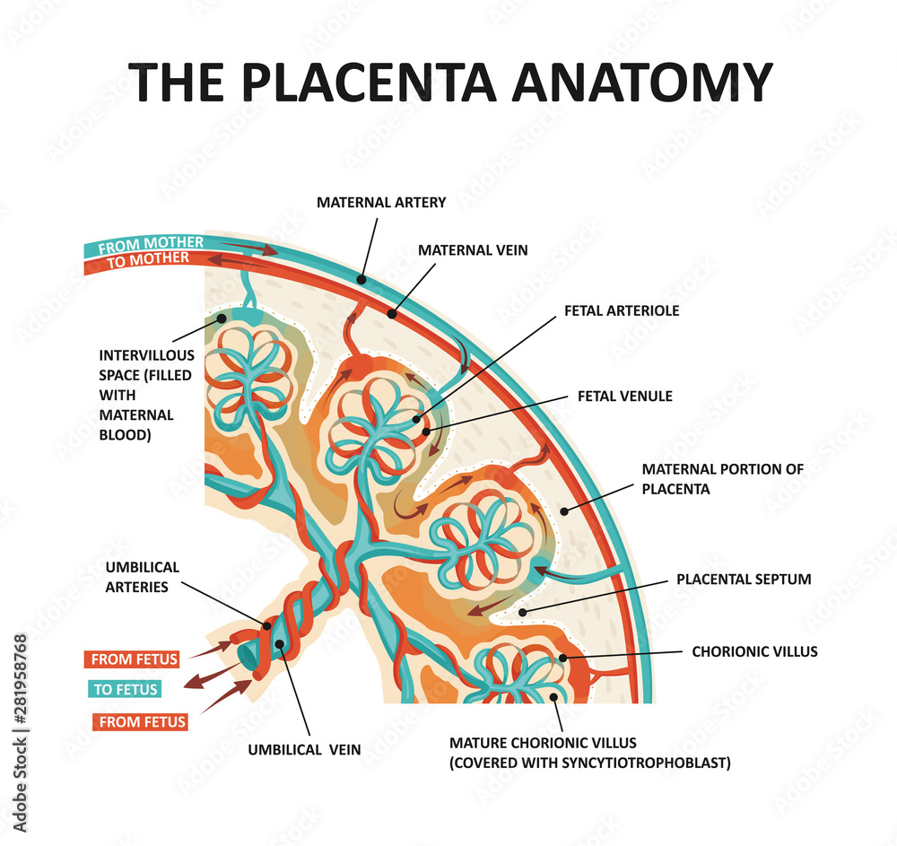 Human Fetus Placenta Anatomy. Placental structure and circulation ... Human Fetus Placenta Anatomy. Placental structure and circulation ...