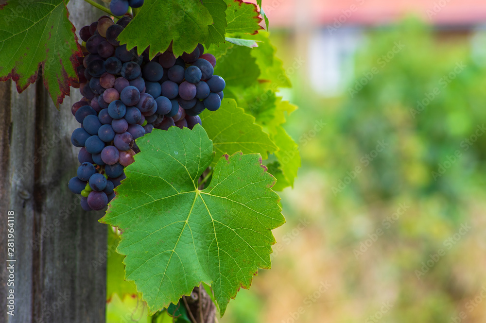 close-up berries and leaves of grape-vine growing in a garden, vine ...