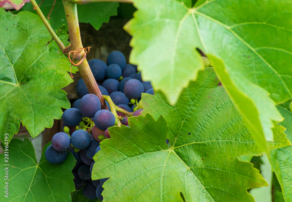 close-up berries and leaves of grape-vine growing in a garden, vine ...