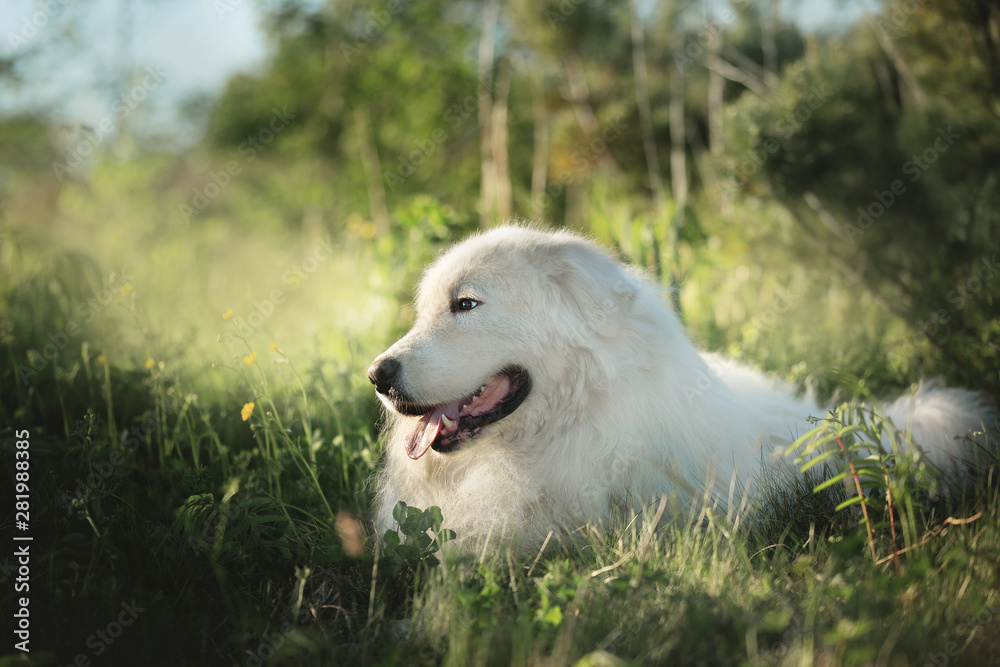 Cute maremma sheepdog. Big white fluffy happy dog breed maremmano ...