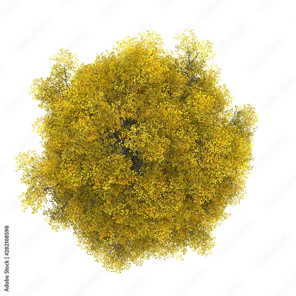 Tree top view on white background layout plan Stock Photo | Adobe Stock