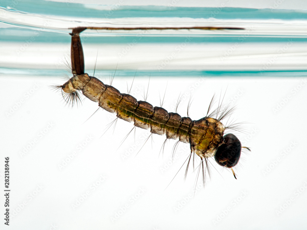 Mosquito larva resting under the surface of the water, breathing ...