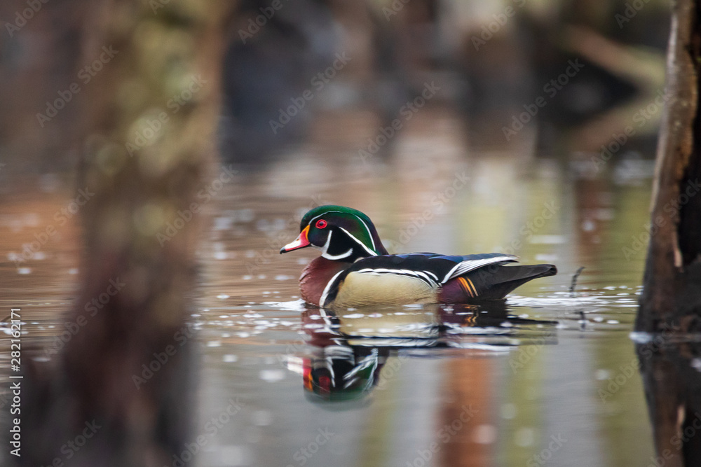 relaxed drake wood duck in flooded timber. color duck swimming ...