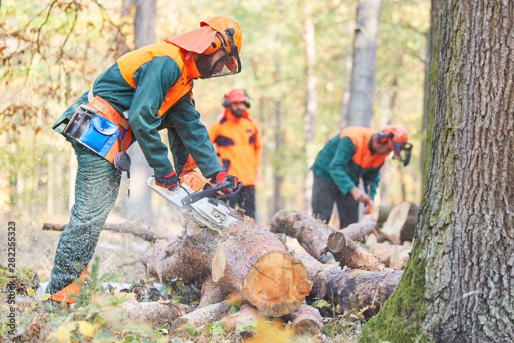 Group lumberjack in the forest saws logs Stock Photo | Adobe Stock