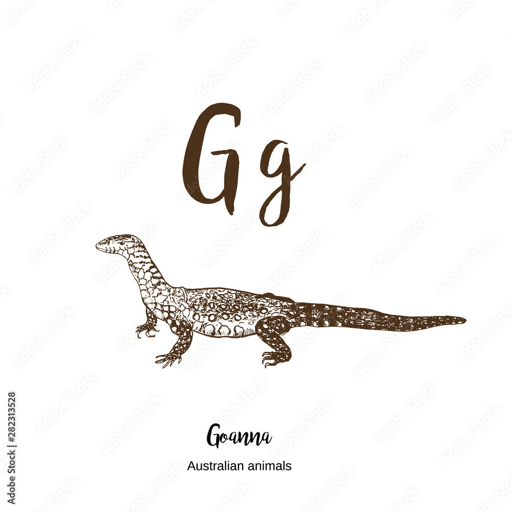 Goanna, A to z, alphabet sketch australian animals drawing vector ...
