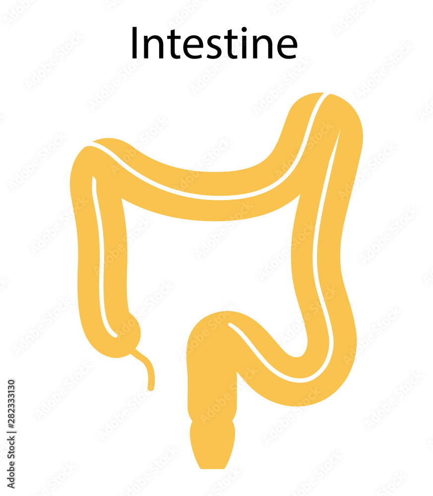 Human internal organs: large intestine and appendix. Vector ...