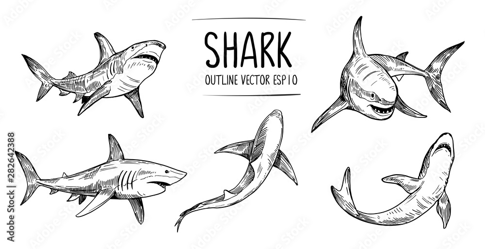 Set of shark sketches. Hand drawn illustration converted to vector ...