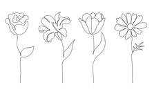 Tall Cosmos Line Sketch Free Stock Photo - Public Domain Pictures