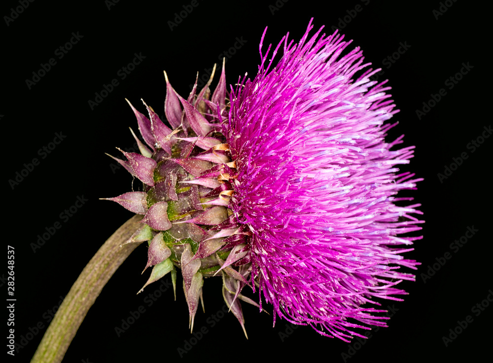 Flower of the Musk Thistle or Nodding Thistle (Cardus nutans) which is ...