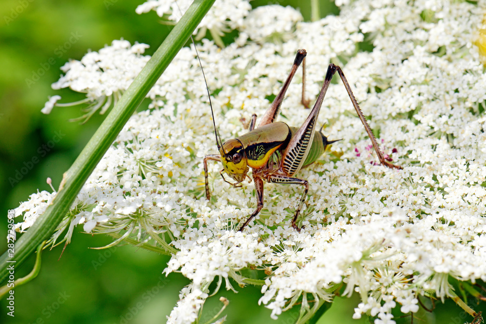 Griechische Strauchschrecke (Eupholidoptera megastyla) - Greek marbled ...