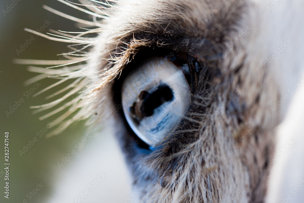 Camels eye photographed up close, on a green natural background. Light ...