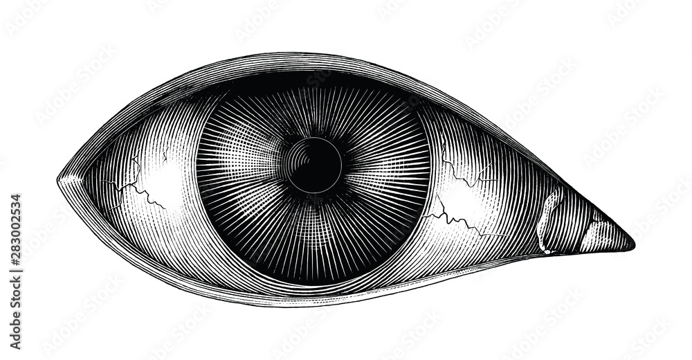 Anatomy of human eye hand draw vintage clip art isolated on white ...