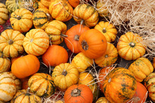 Fall Harvest Display Free Stock Photo - Public Domain Pictures
