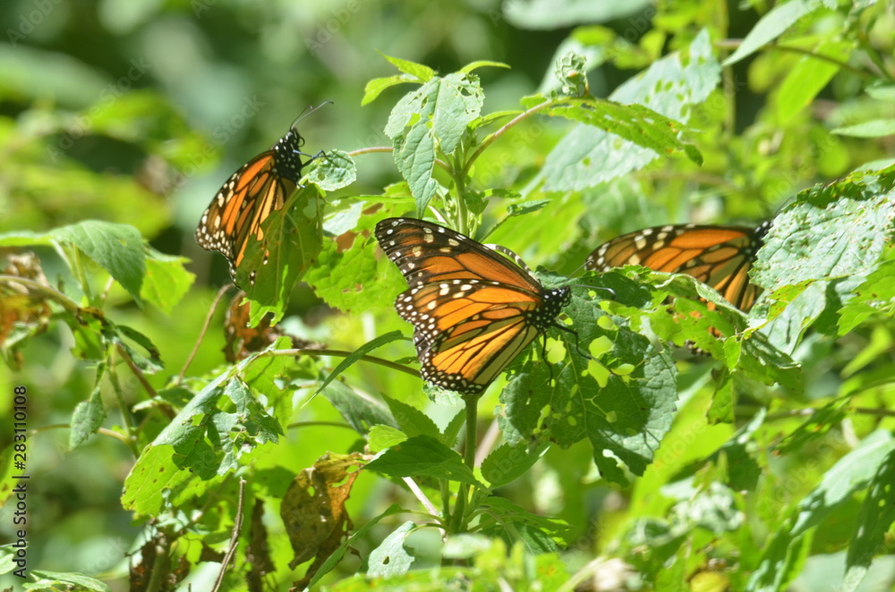 Mariposas monarcas Stock Photo | Adobe Stock