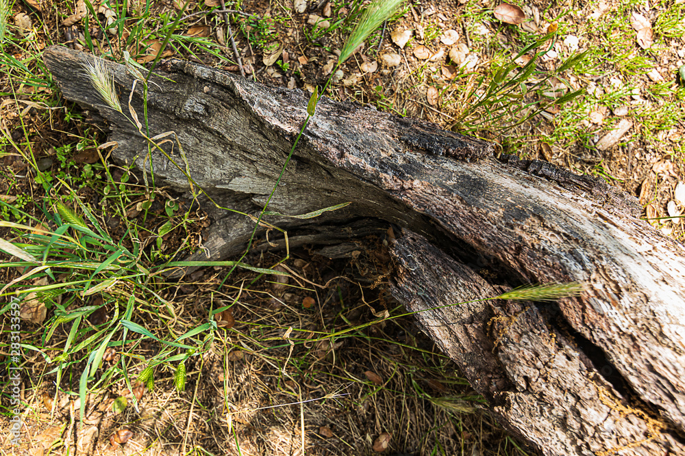 fallen oak branches on grassy ground with fox tail weeds Stock Photo ...