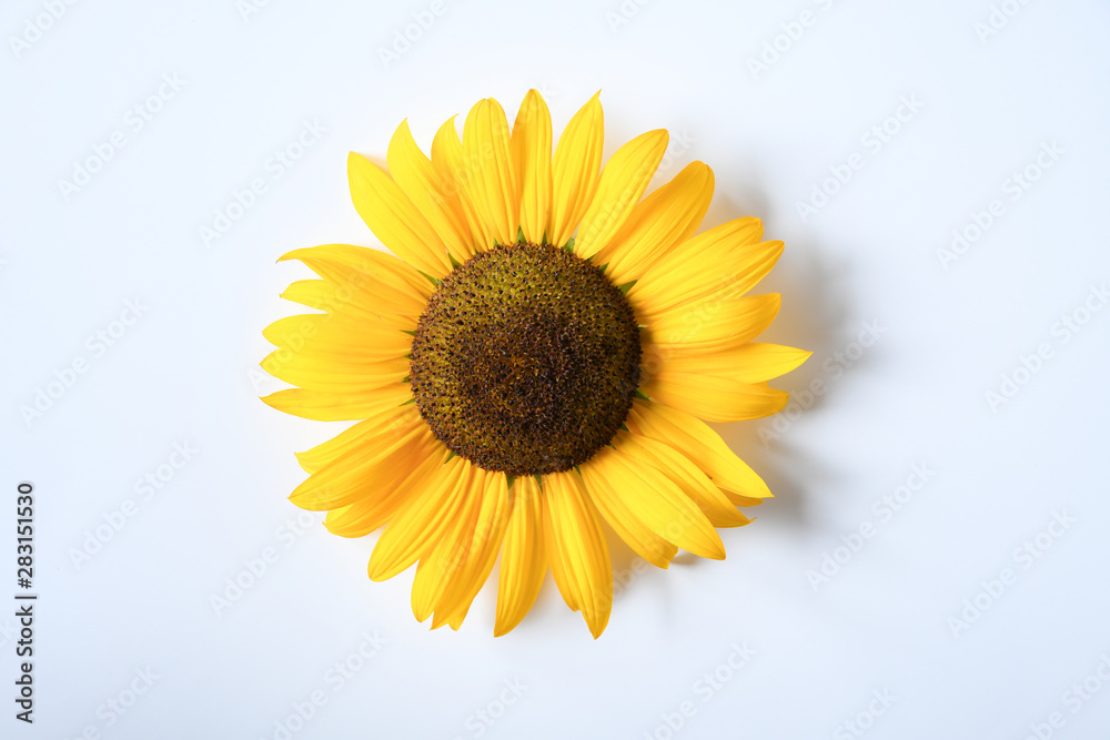 single sunflower white background