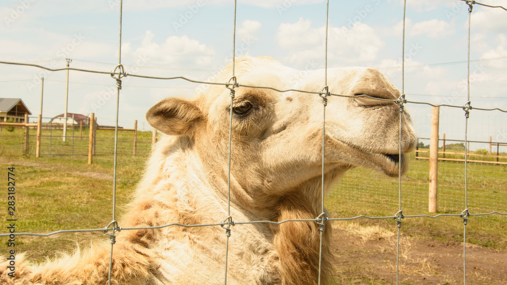 Camel, two-humped camel, king of the desert, big animals, farm ...