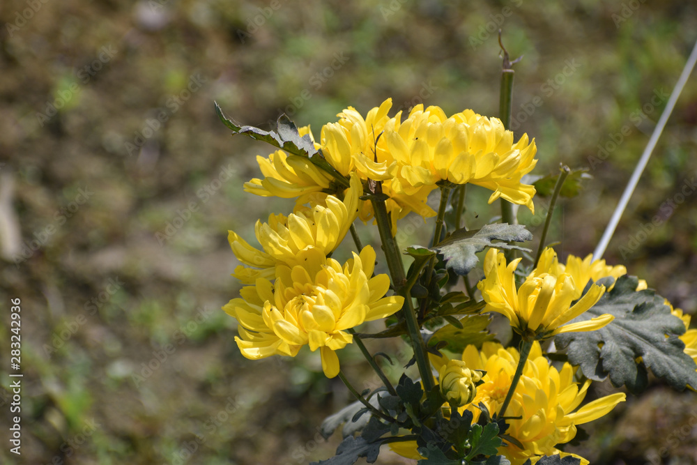 Kerria japonica, also known as the Japanese marigold bush flower with ...