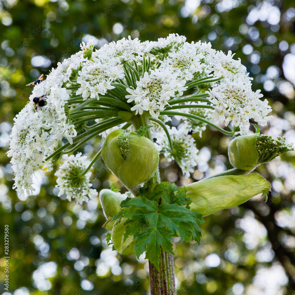Heracleum sosnowskyi is apoisonous plant, commonly known as giant ...