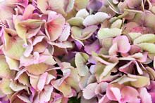 Beautiful Hortense Free Stock Photo - Public Domain Pictures