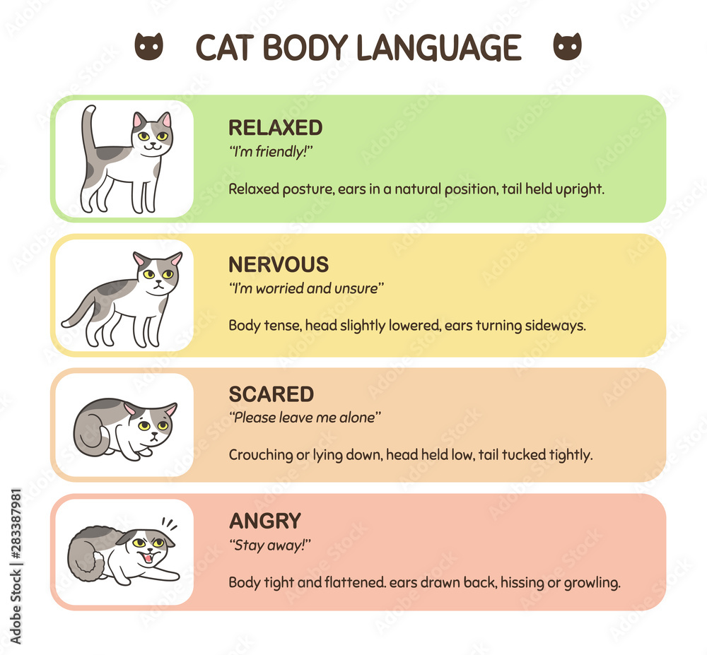 Cat body language infographic Stock Vector | Adobe Stock
