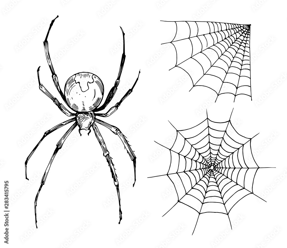 Sketch of spider web. Hand drawn outline with transperent background ...