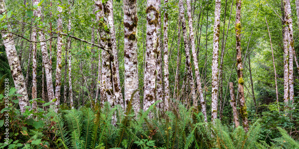 Foto de Stock Red alder trees (Alnus rubra) and sword ferns ...