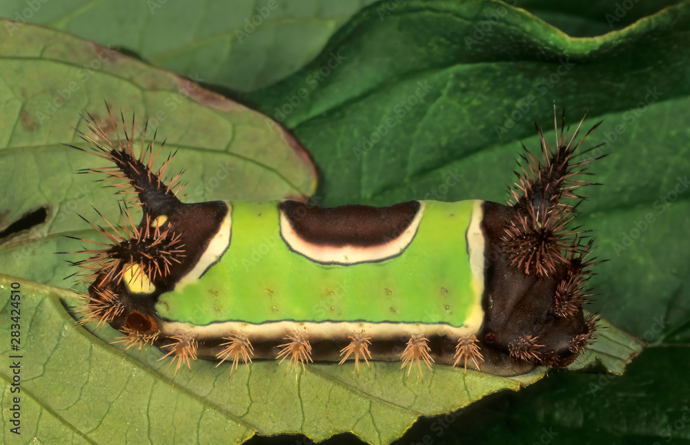Стокове фото Side view of saddleback caterpillar (Acharia stimulea ...