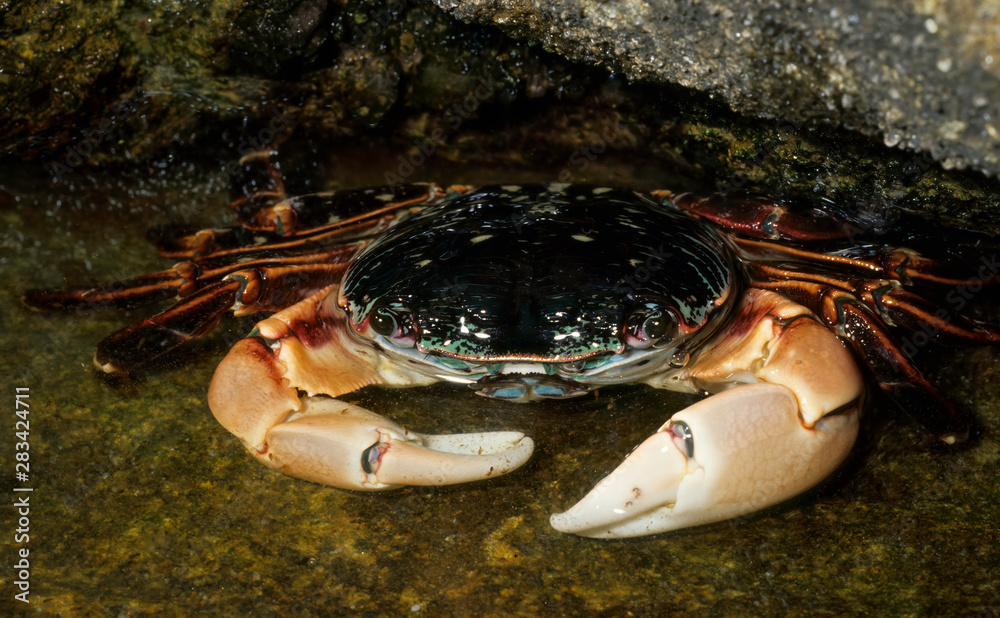 Striped shore crab (Pachygrapsus crassipes) hiding under ledge in tide ...