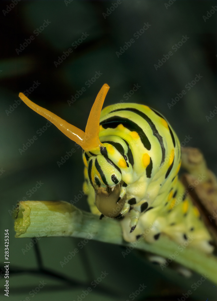 Swallowtail Larvae Horns