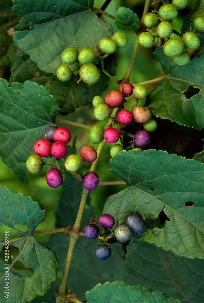Fruits of the porcelain berry vine (Ampelopsis brevipedunculata), a ...