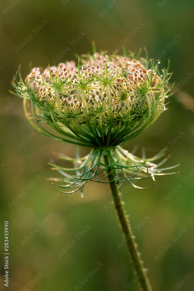 Daucus Carota Seed