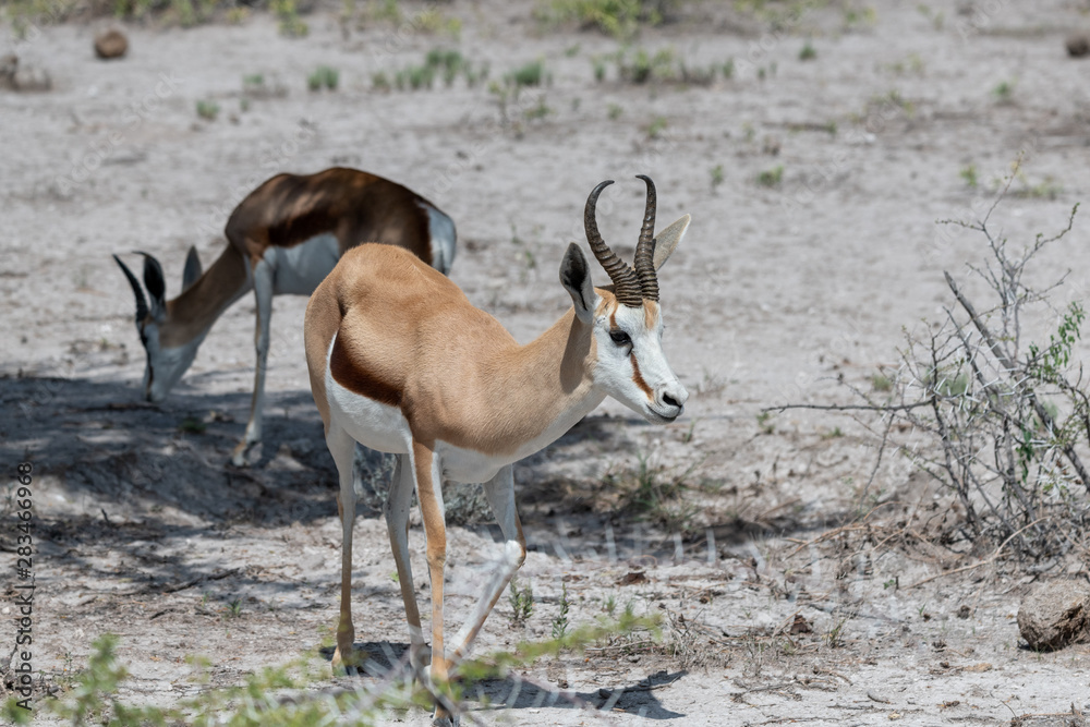 Waterhole in Etosha teeming with many different varieties of animals ...
