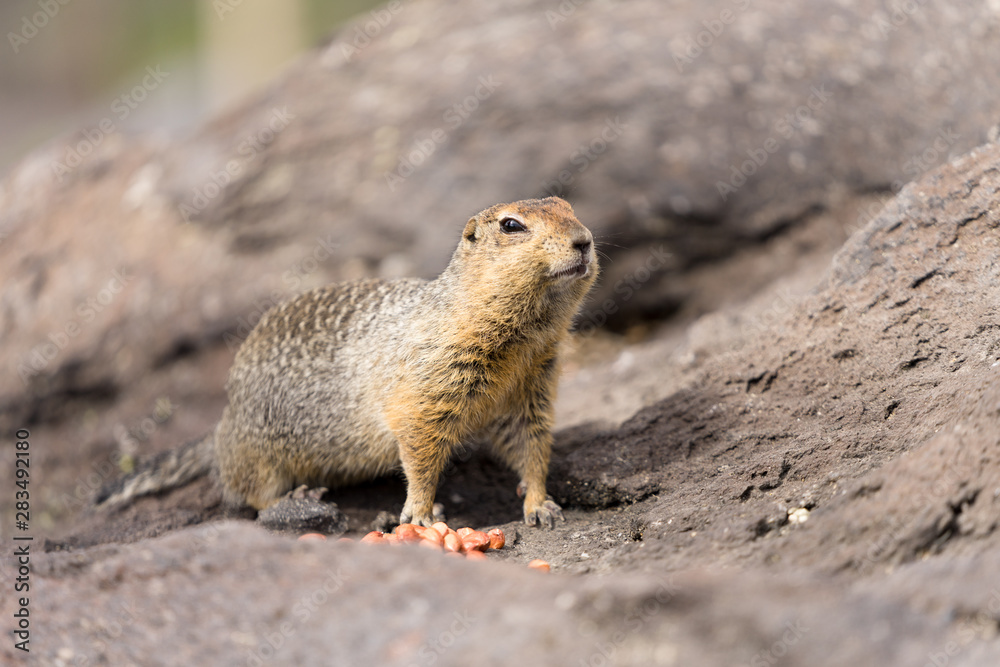 Portrait of a brave curious ground squirrel (Latin: Spermophilus. Also ...