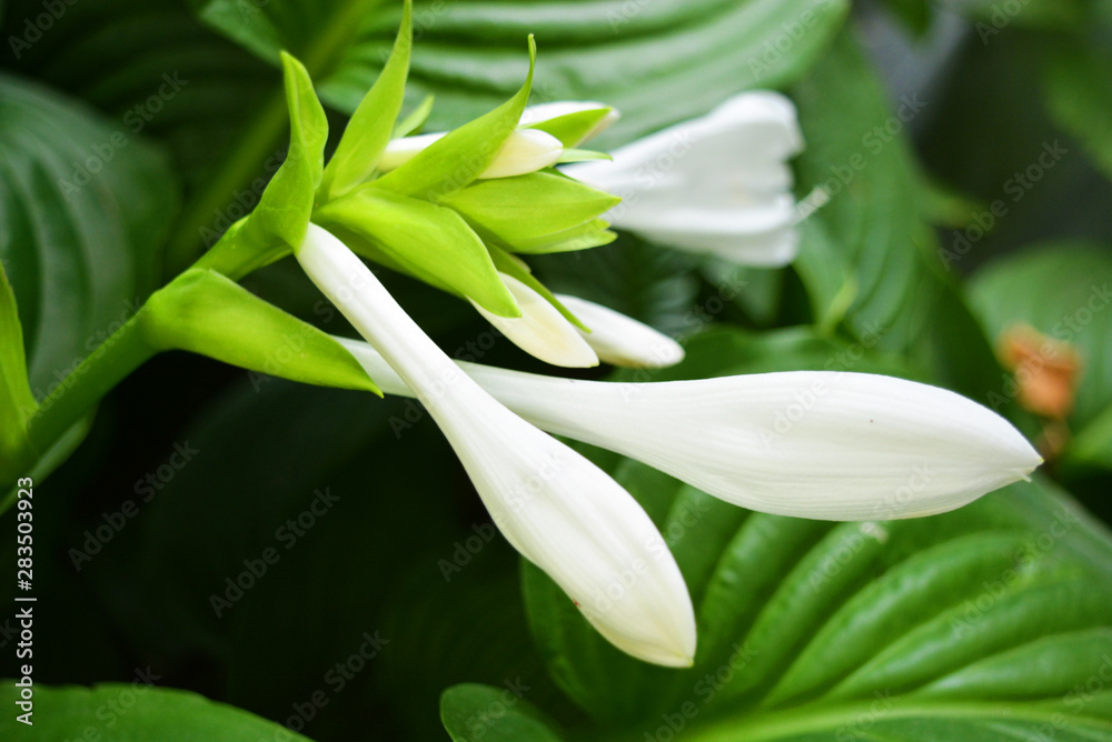 Beautiful and chic white hosta flowers with large exotic leaves and ...
