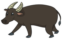 Lowland Anoa On White Free Stock Photo - Public Domain Pictures