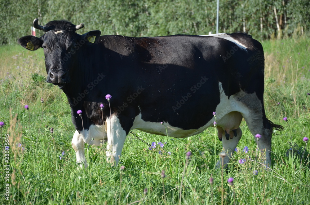 krowa, farma, zwierzak, bydło, gras, pola, rolnictwa, biała, hayfield ...