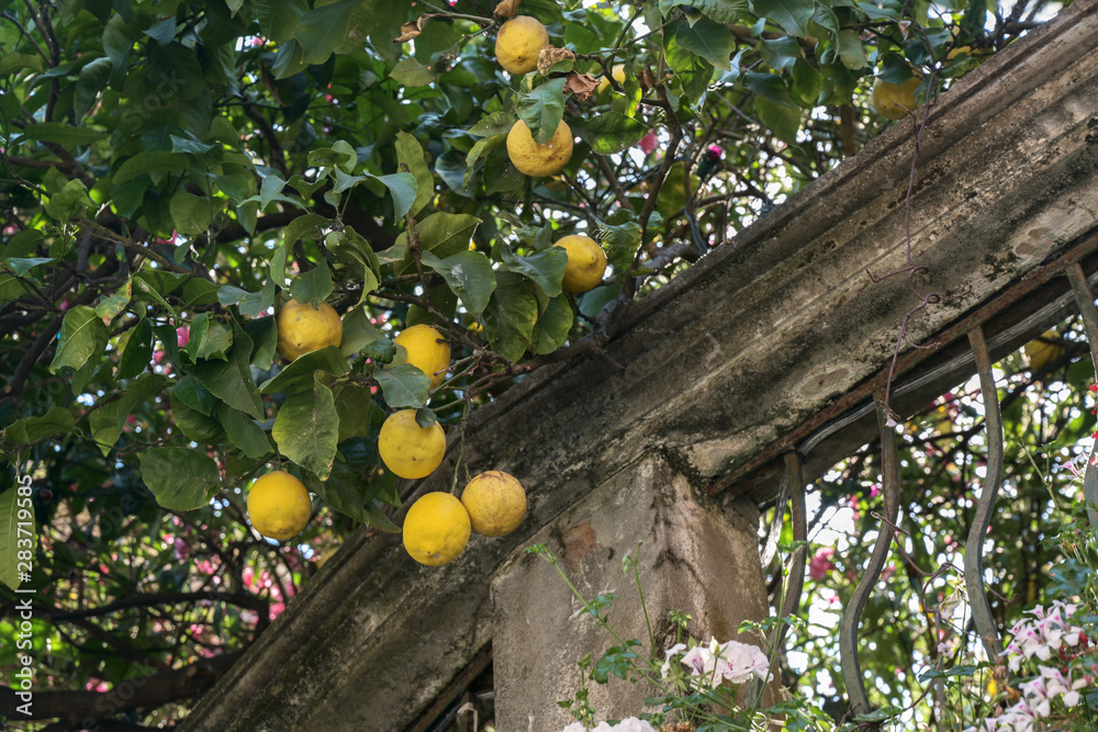 Foto de Stock Lemon tree with fruits on an old garden wall in ...