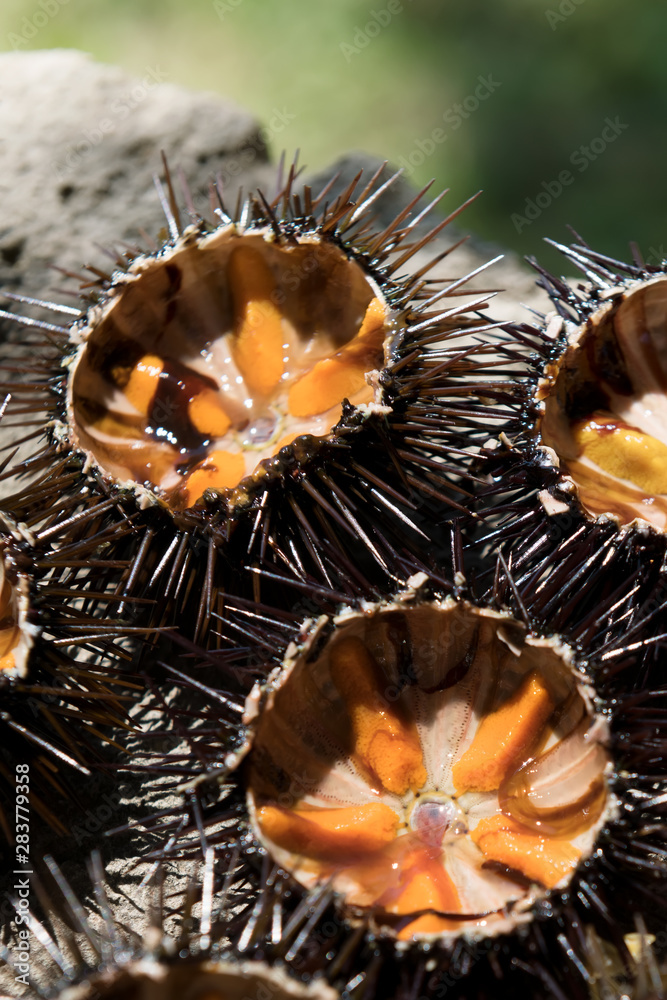 Fresh sea urchins, ricci di mare, on a rock, close up. A typical dish ...